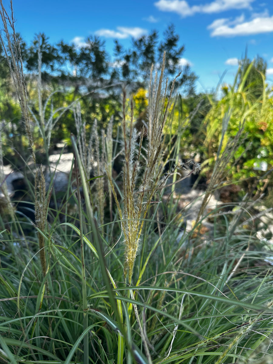 Miscanthus sinensis Dwarf Maiden Grass Adagio – Franklin Brothers Nursery