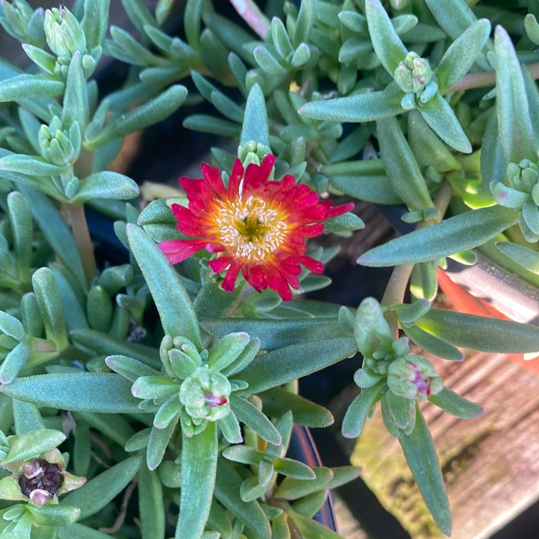 Delosperma Fire Spinner Ice Plant – Franklin Brothers Nursery