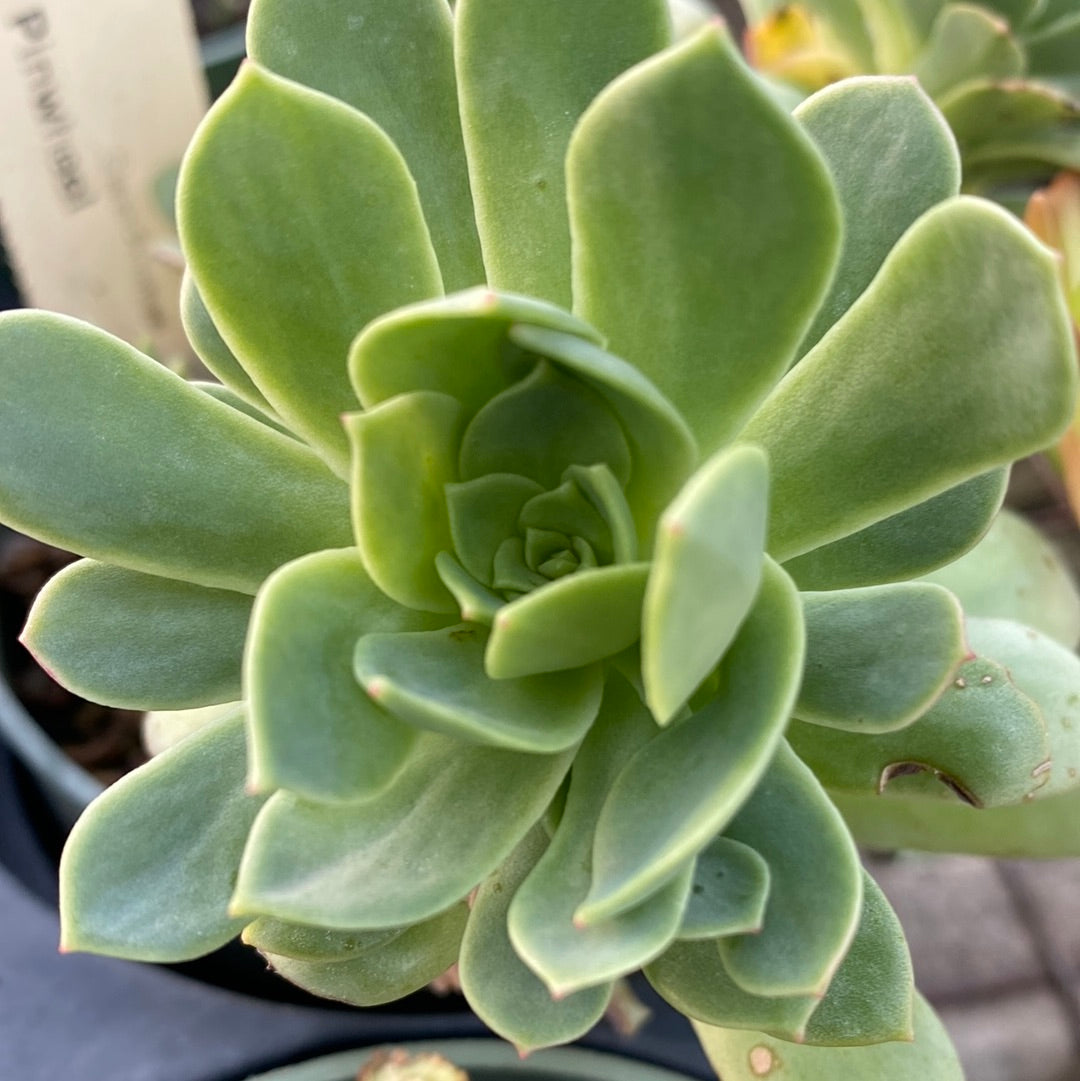 Aeonium Green Pinwheel – Franklin Brothers Nursery